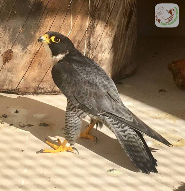 Monaco's Zoological Garden Reopens with a Special Treat for under 16s