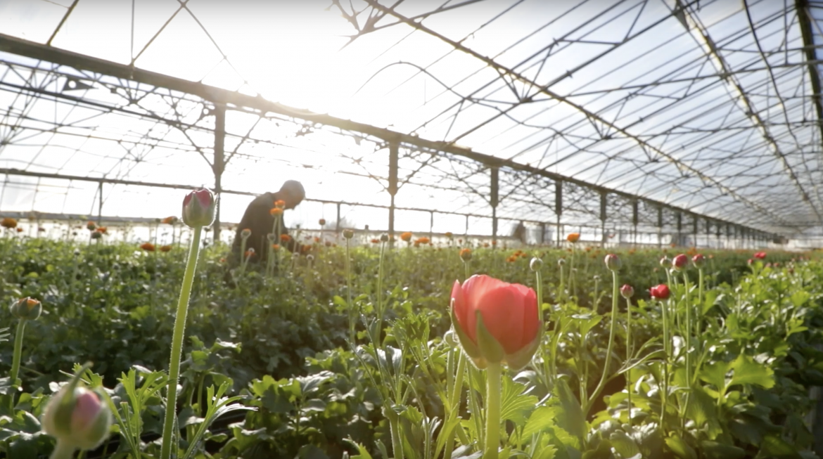 Floriculture on the Italian and French Riviera: Ideas in bloom