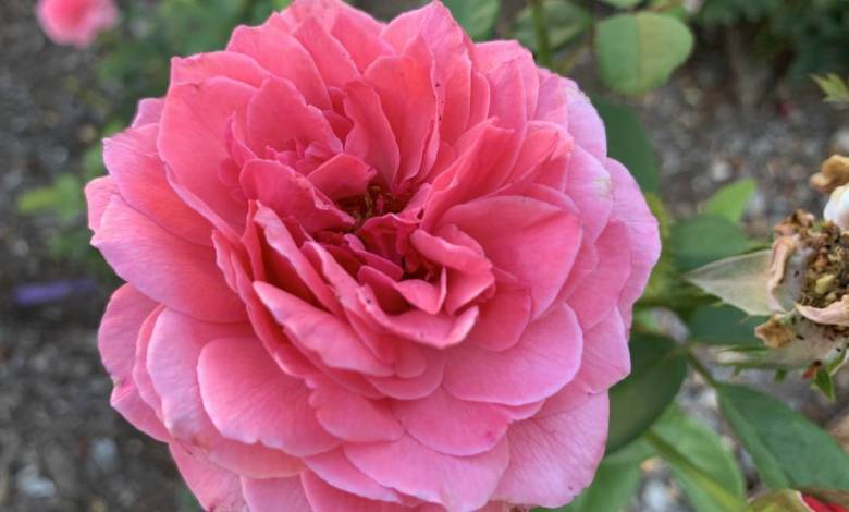 Princess Grace Kelly's Passion for Roses and Orchids