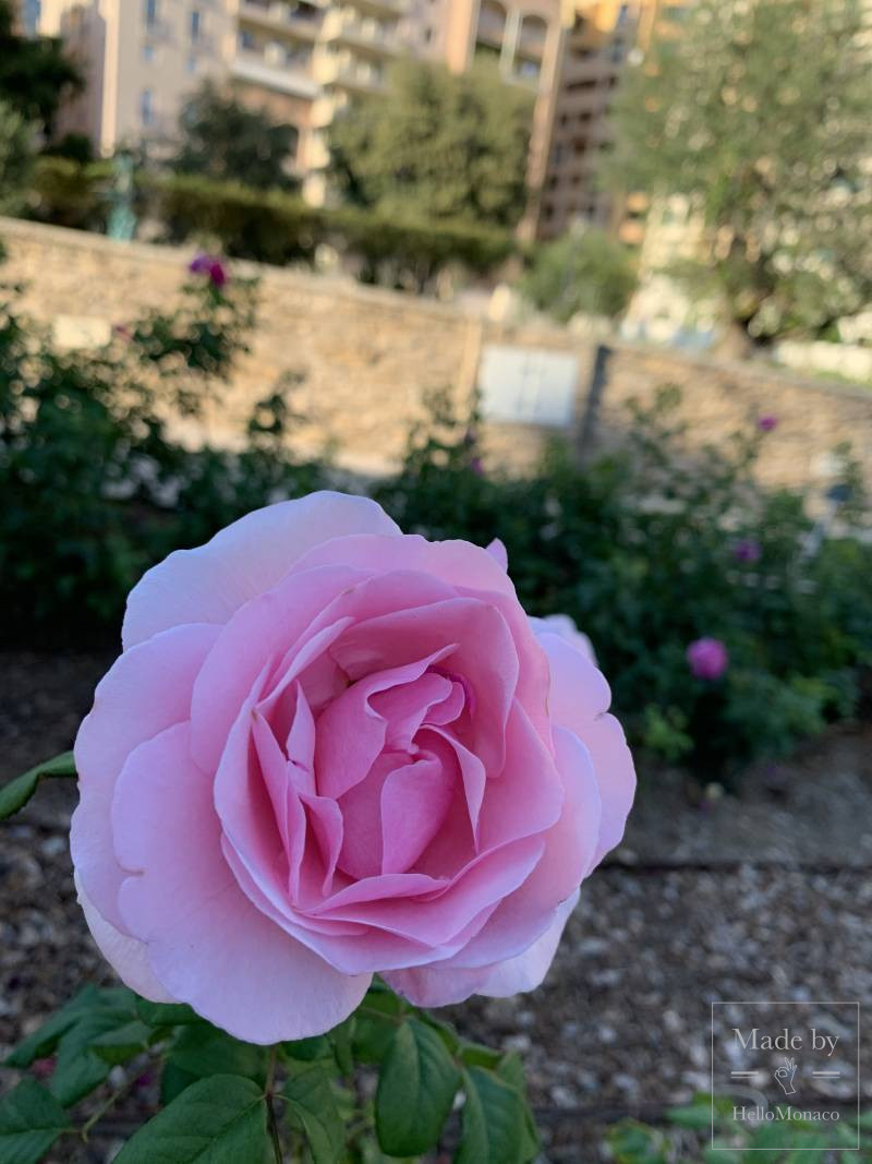 Princess Grace Kelly's Passion for Roses and Orchids