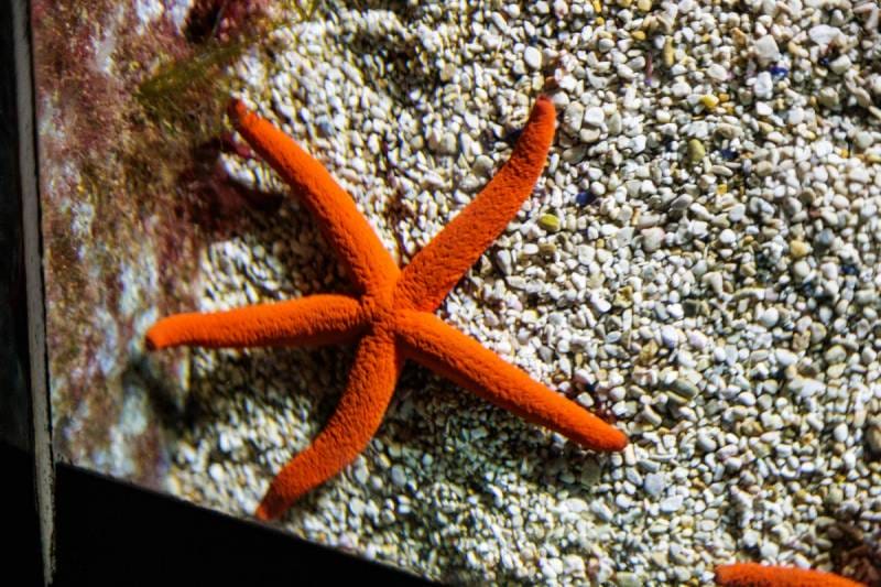 The Oceanographic Museum of Monaco: Temple of the Sea