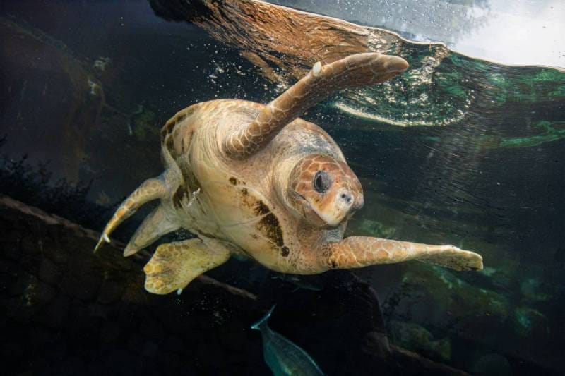 The Oceanographic Museum of Monaco: Temple of the Sea